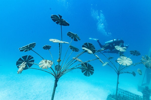 Great Barrier Reef & MOUA: Geführte Schnorchel Tour + Frühstück ...