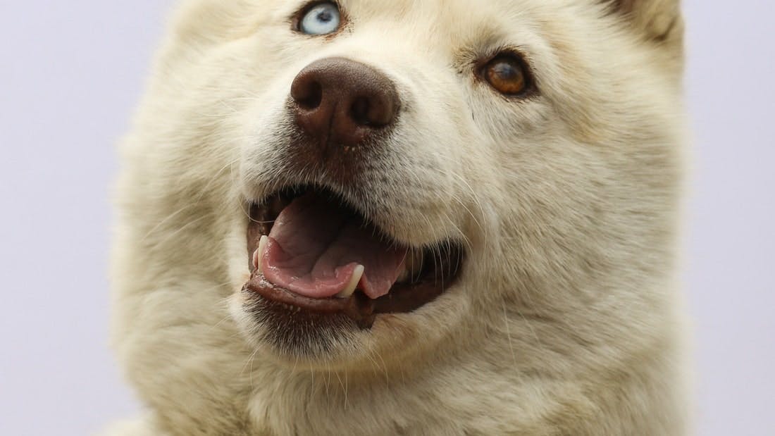 Tickets to Husky Park Rovaniemi | Tiqets