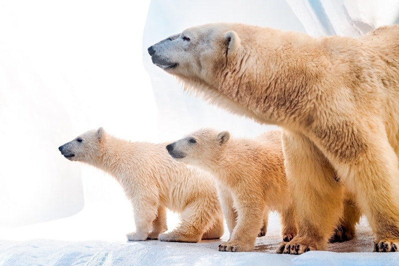 Toledo Zoo tickets | Toledo