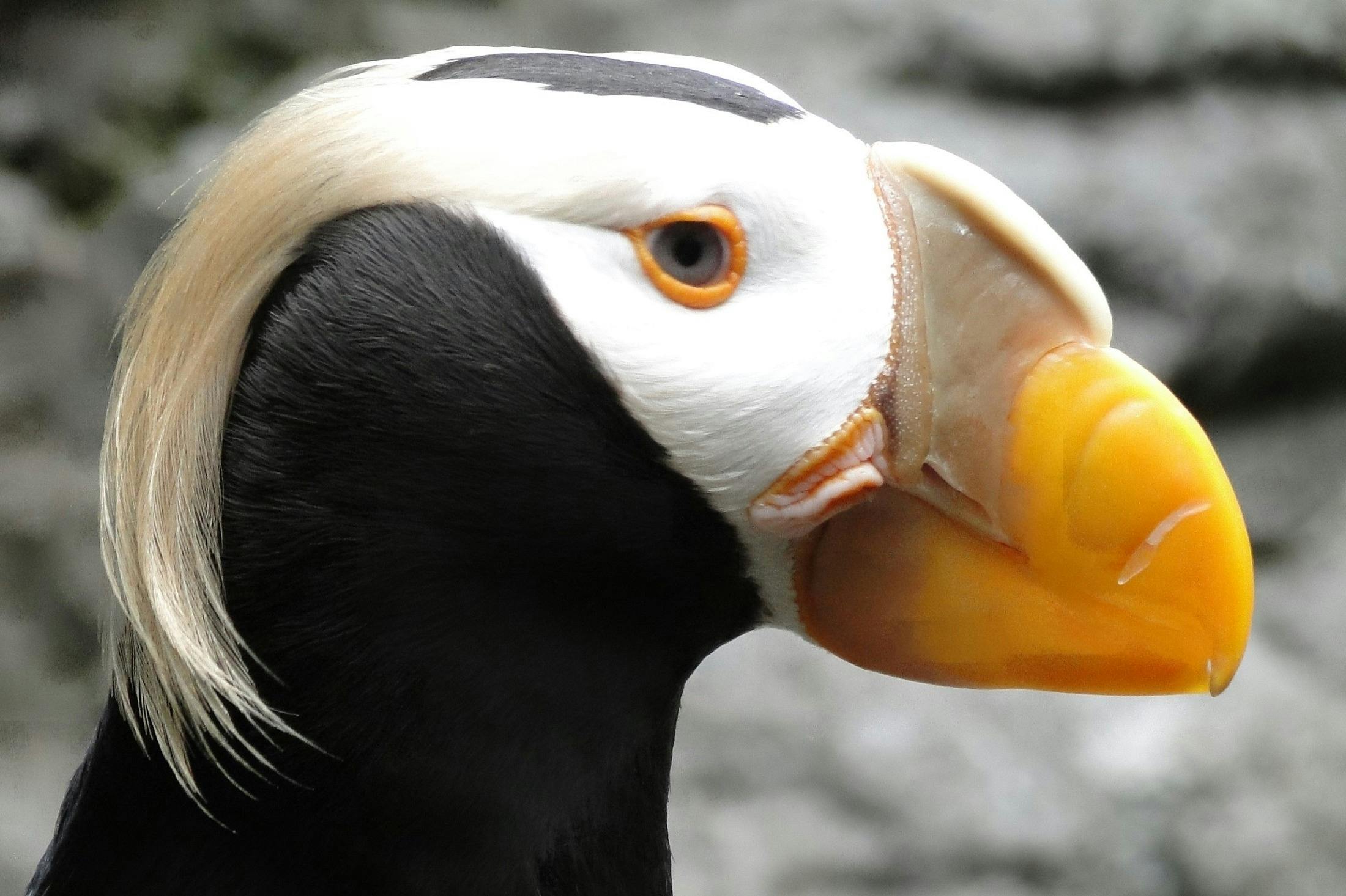 Seattle Aquarium Tickets | Tiqets