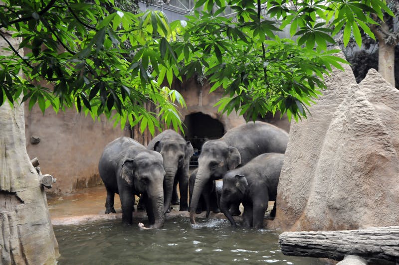 Tickets for Rotterdam Zoo/Diergaarde Blijdorp | Tiqets