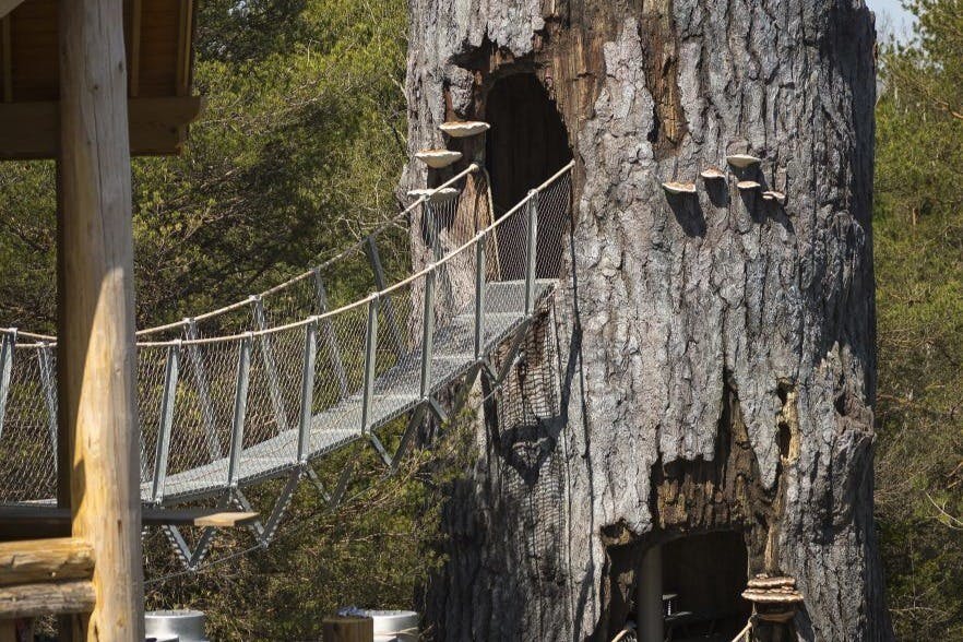 Wild Center Admission Tickets