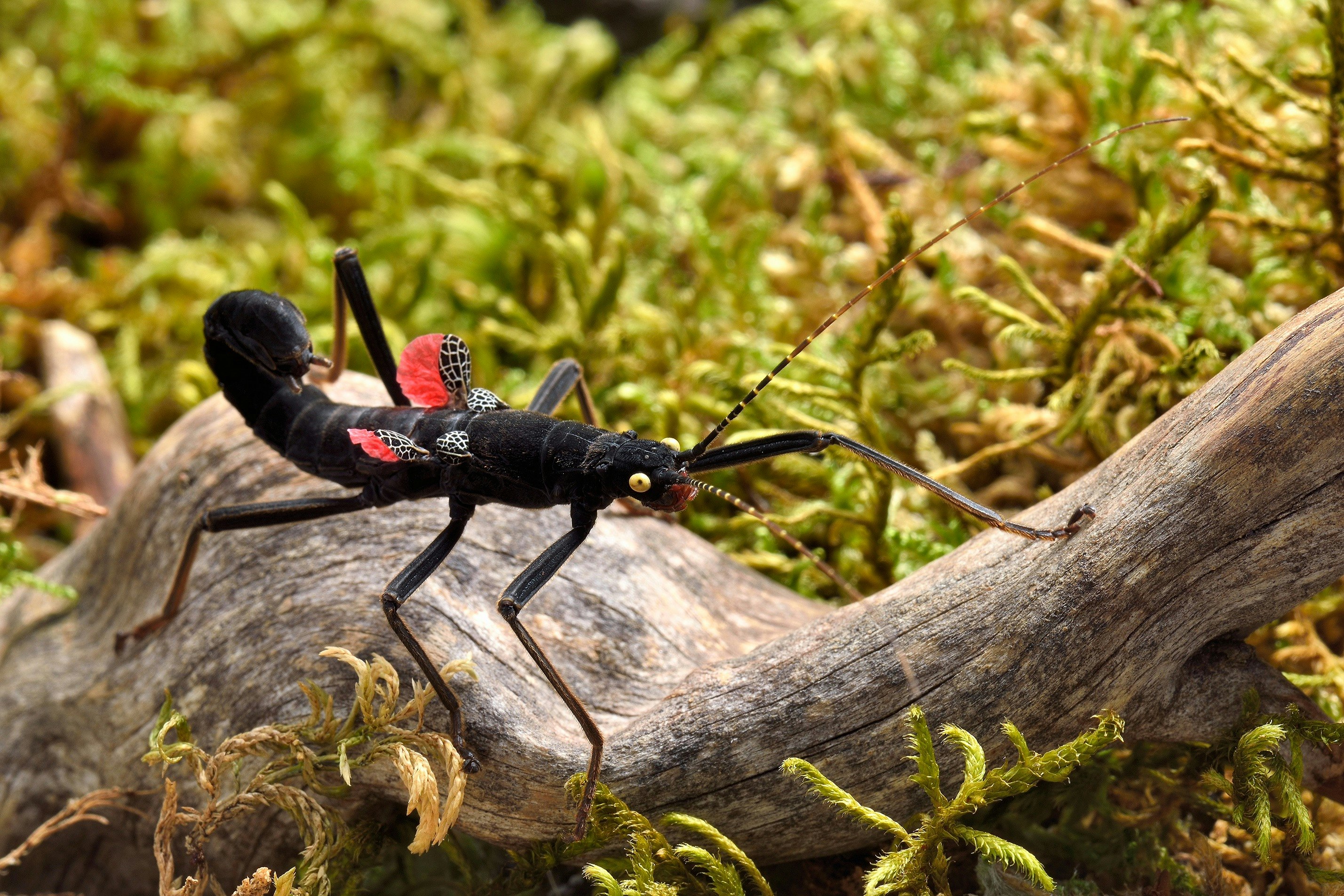 Micropolis City of Insects tickets | Saint-Léons