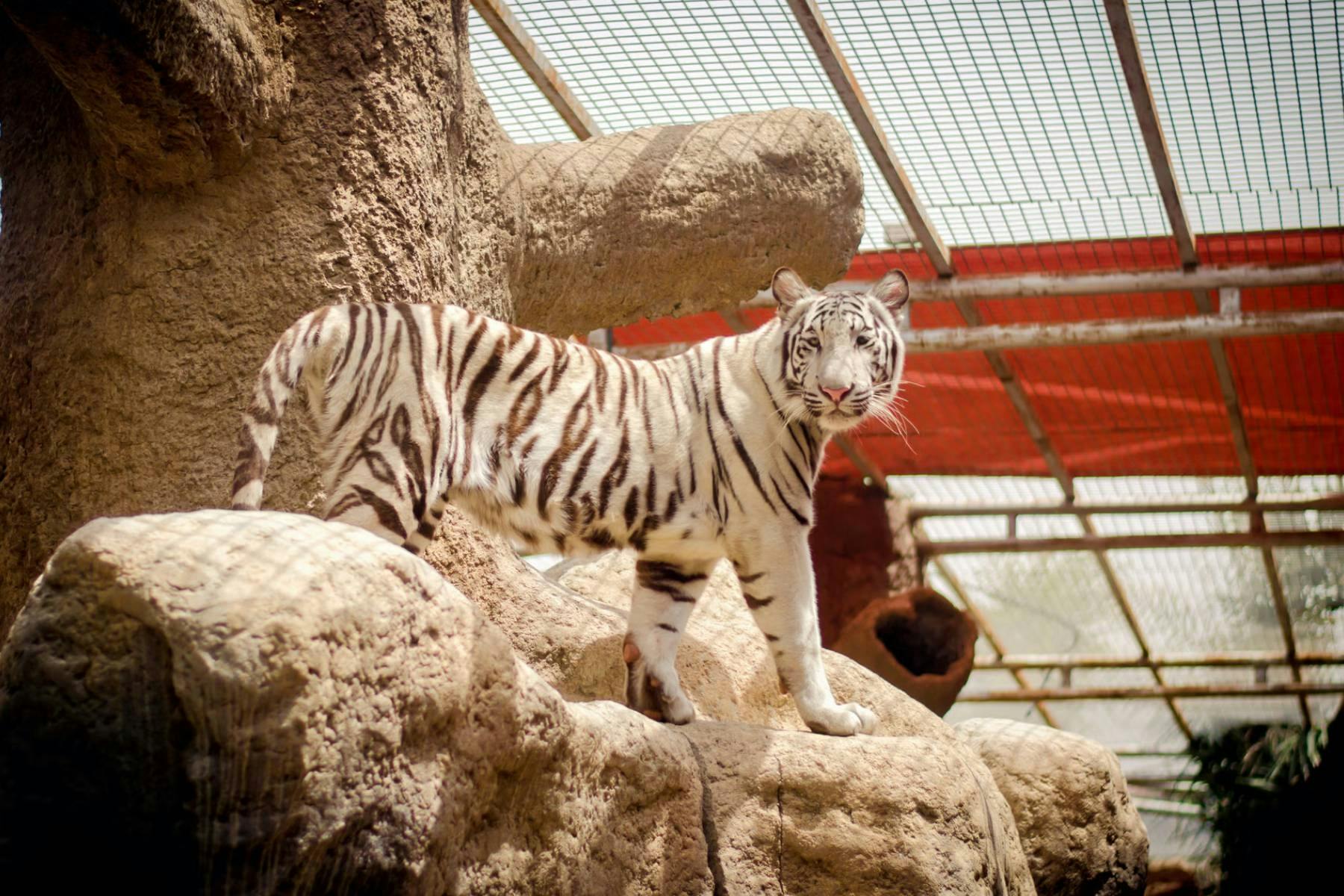 Emirates Park Zoo: Entry Tickets | Tiqets