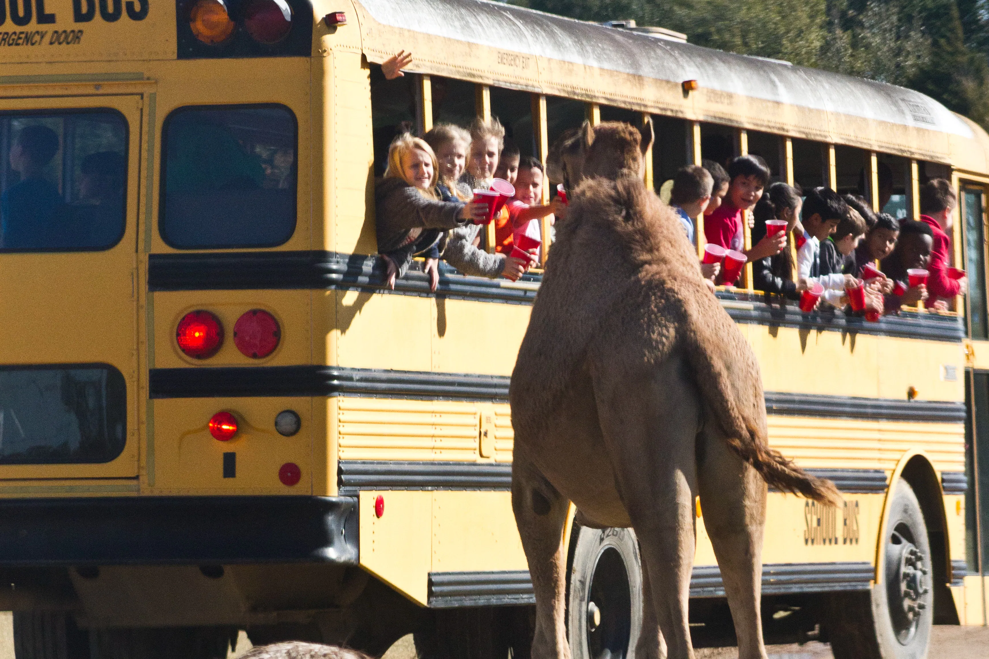 Franklin Drive Thru Safari tickets | Franklin