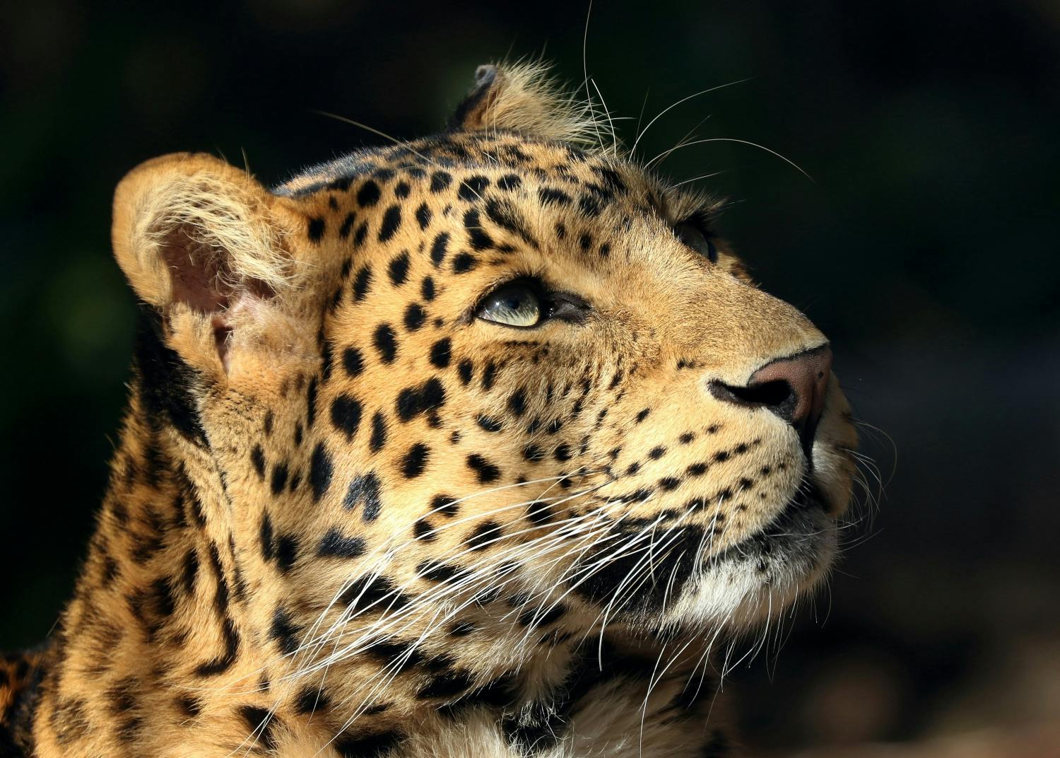 Royal Ontario Museum: Wild Cats