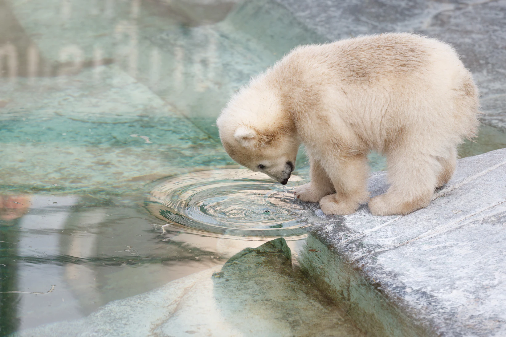 Copenhagen ZOO tickets | Frederiksberg