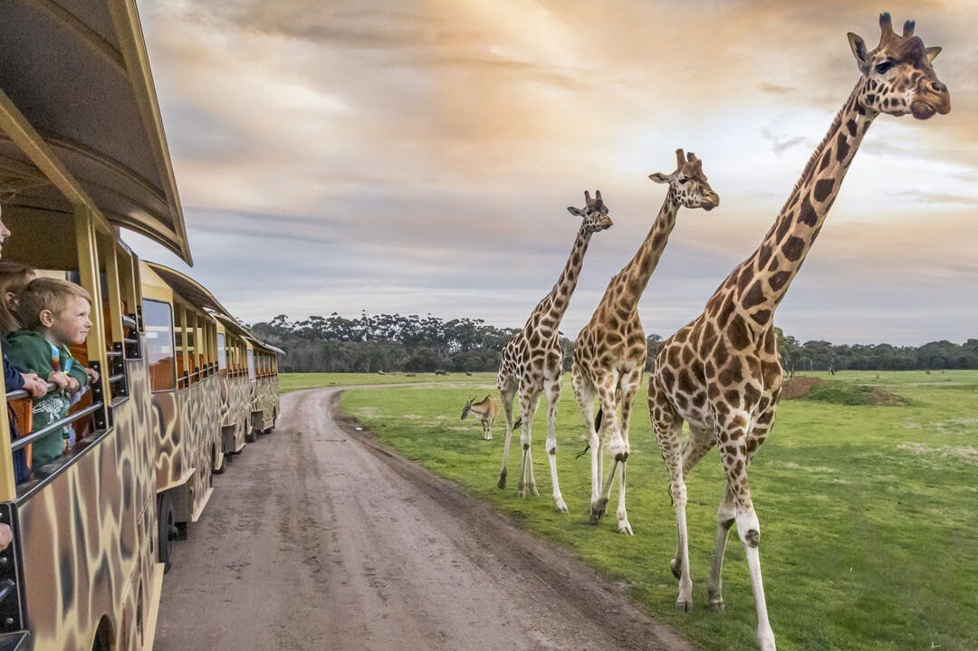 Melbourne Zoo Tickets | Tiqets