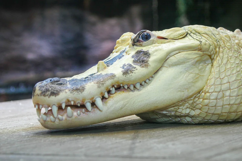 Audubon Zoo, Aquarium & Insectarium: Bilhete de entrada | Reserve online