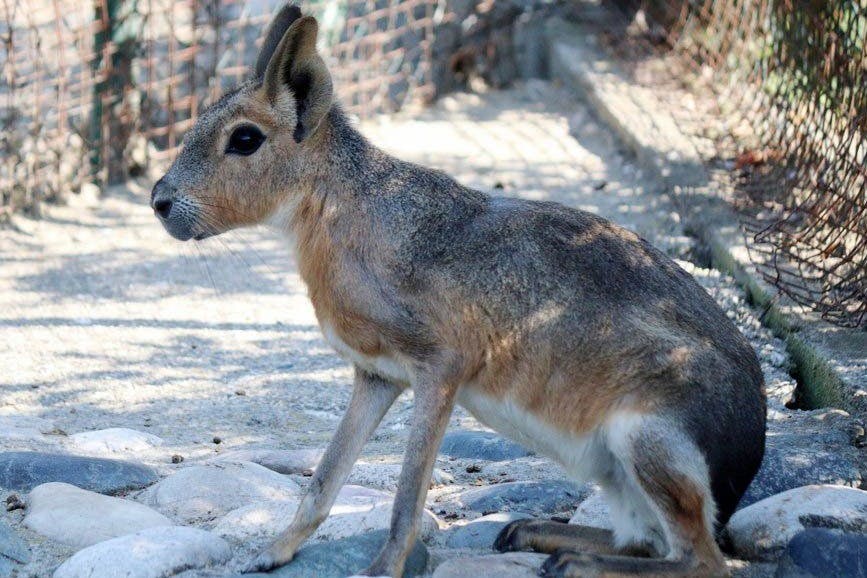 Zoom Torino + Animal Oasis