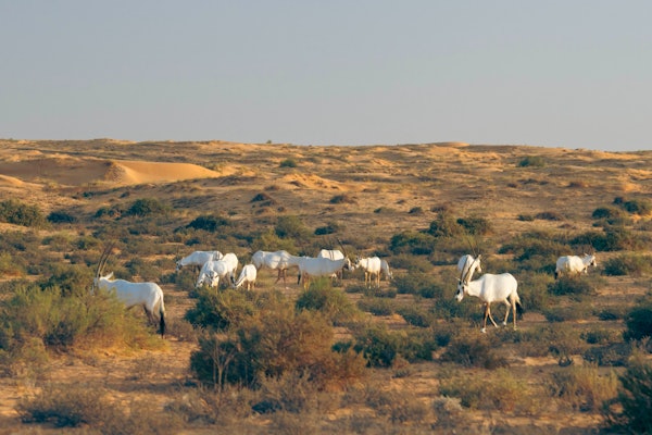Dubai: Guided Desert Safari + Gourmet Breakfast + Transfers | Book Online