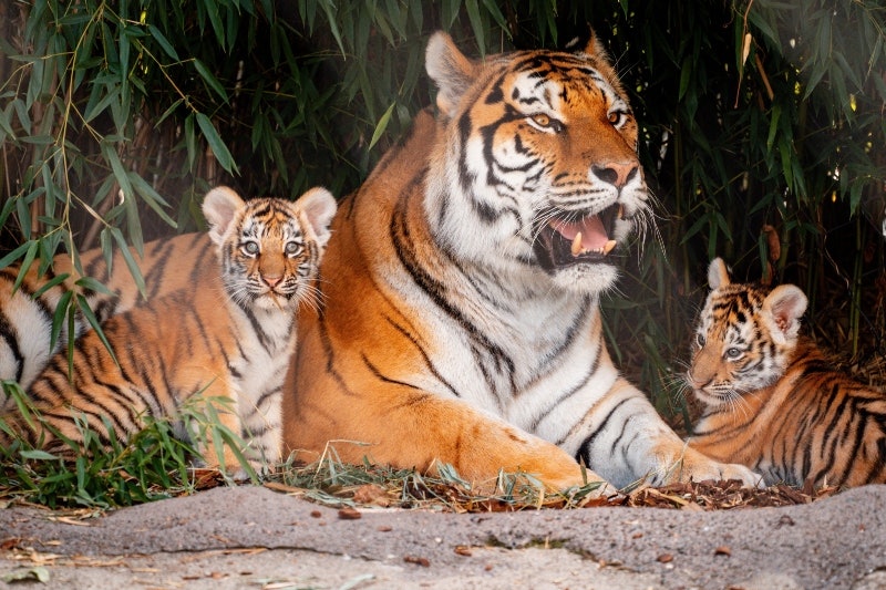 Toledo Zoo tickets | Toledo