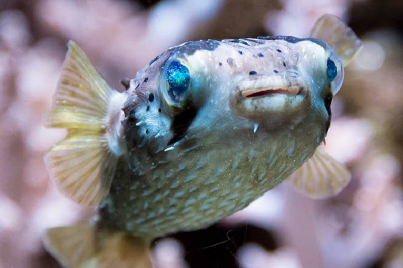 Seattle Aquarium Tickets | Tiqets