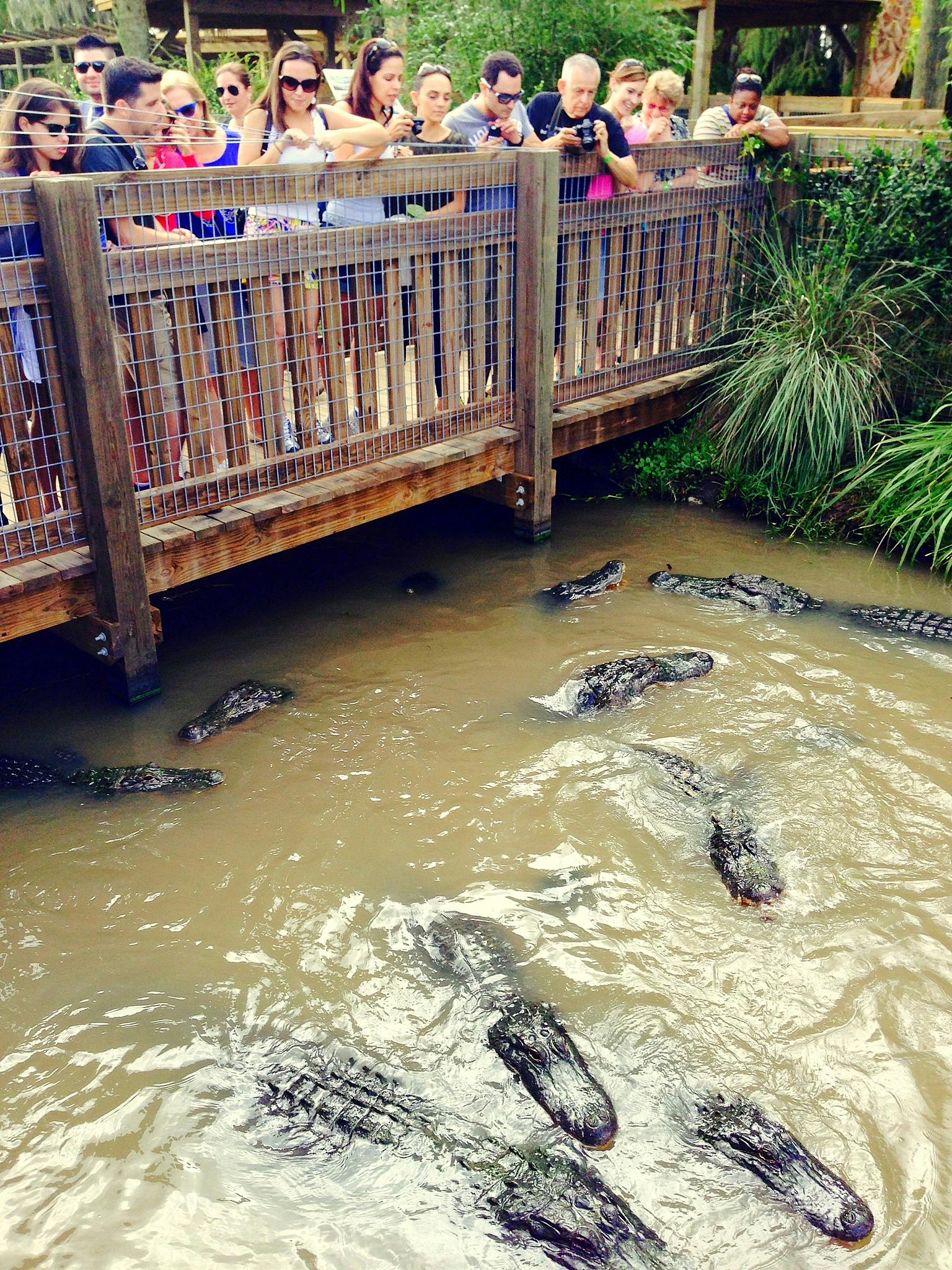 Tickets for Gator & Wildlife Park: Admission | Tiqets