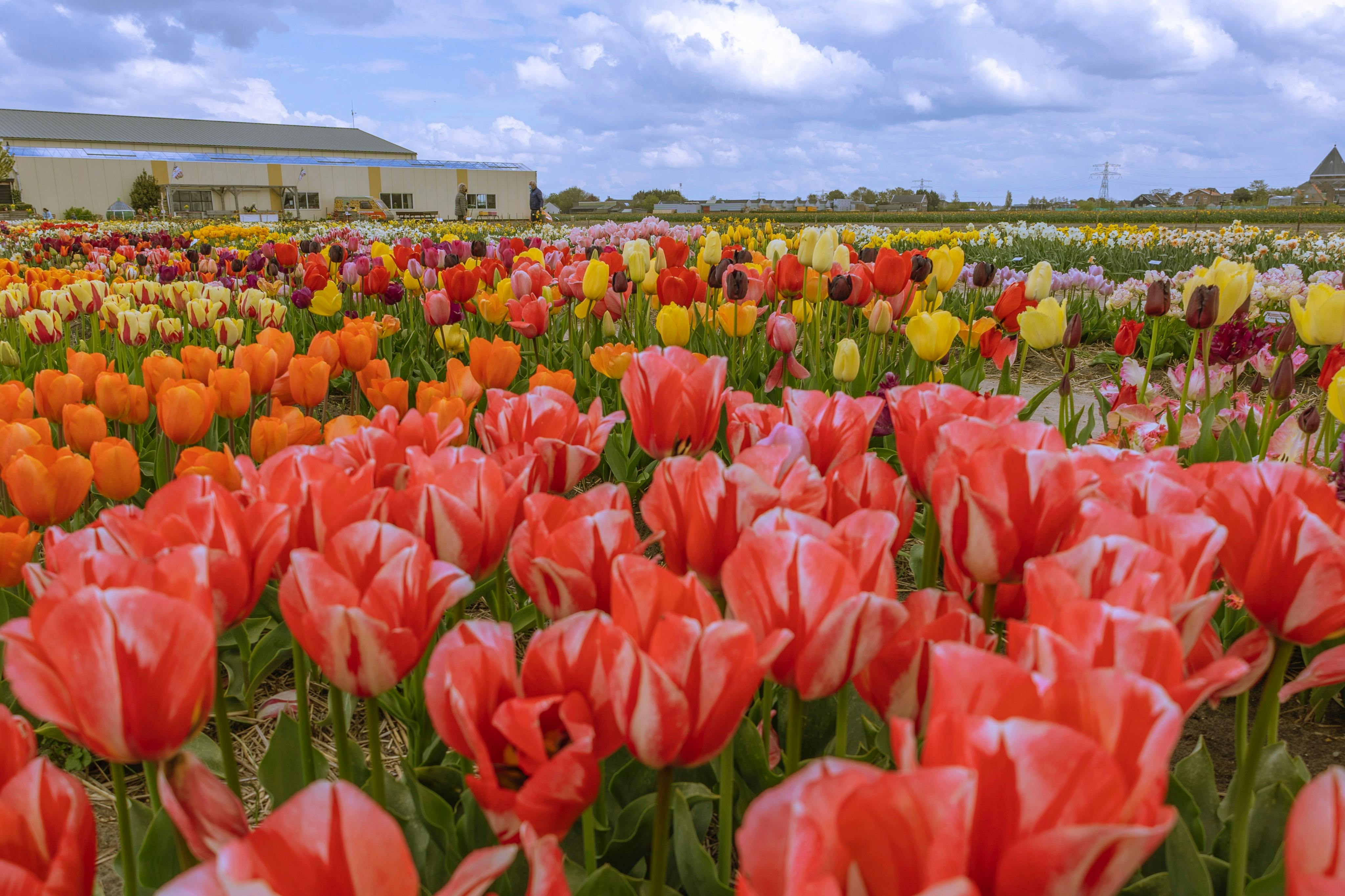 VIP Flower Parade & Tulip Farm Tour