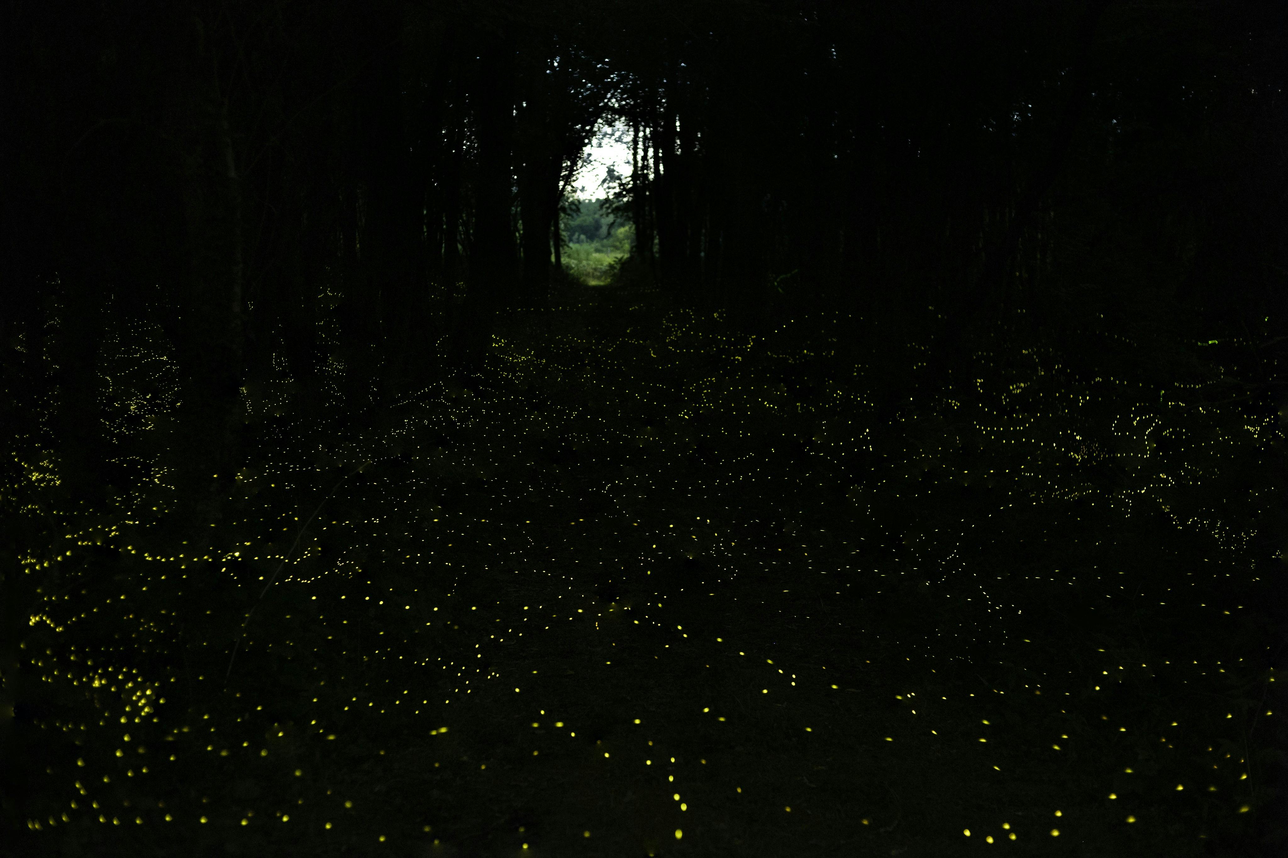 Bosco WWF Vanzago: Guided Excursion | Tiqets