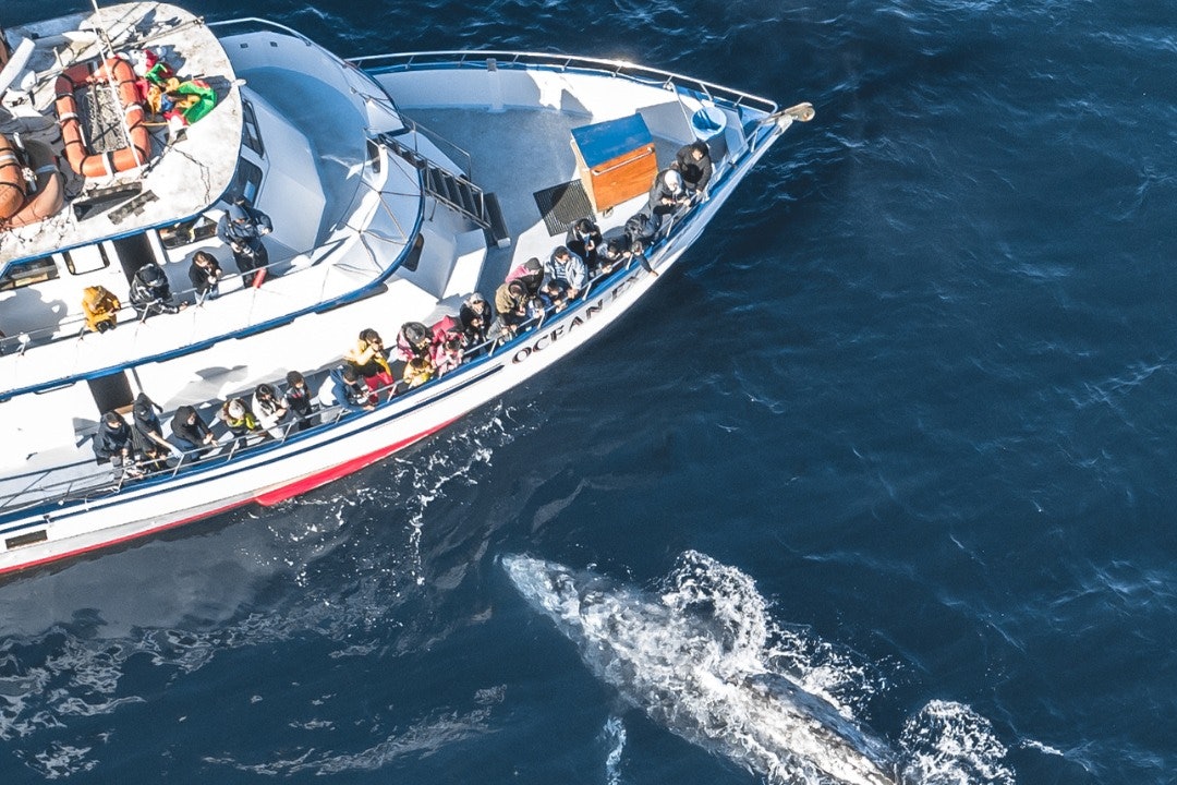 Los Angeles Whale Watching Tours