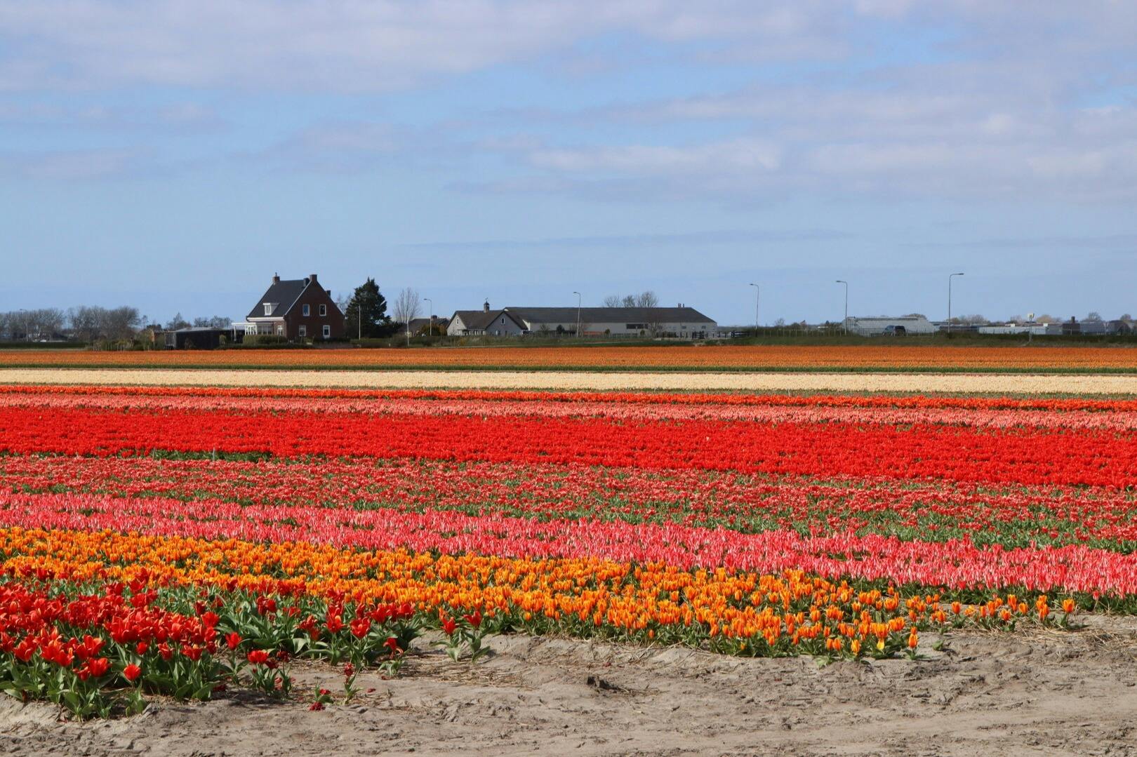 Keukenhof: Tulip Tour + Delft City Tour from Amsterdam