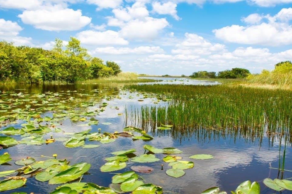 Everglades Express Airboat from Miami Tickets | Tiqets