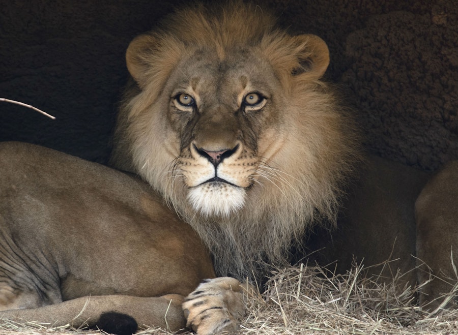 Atlanta Zoo Tickets - Hellotickets