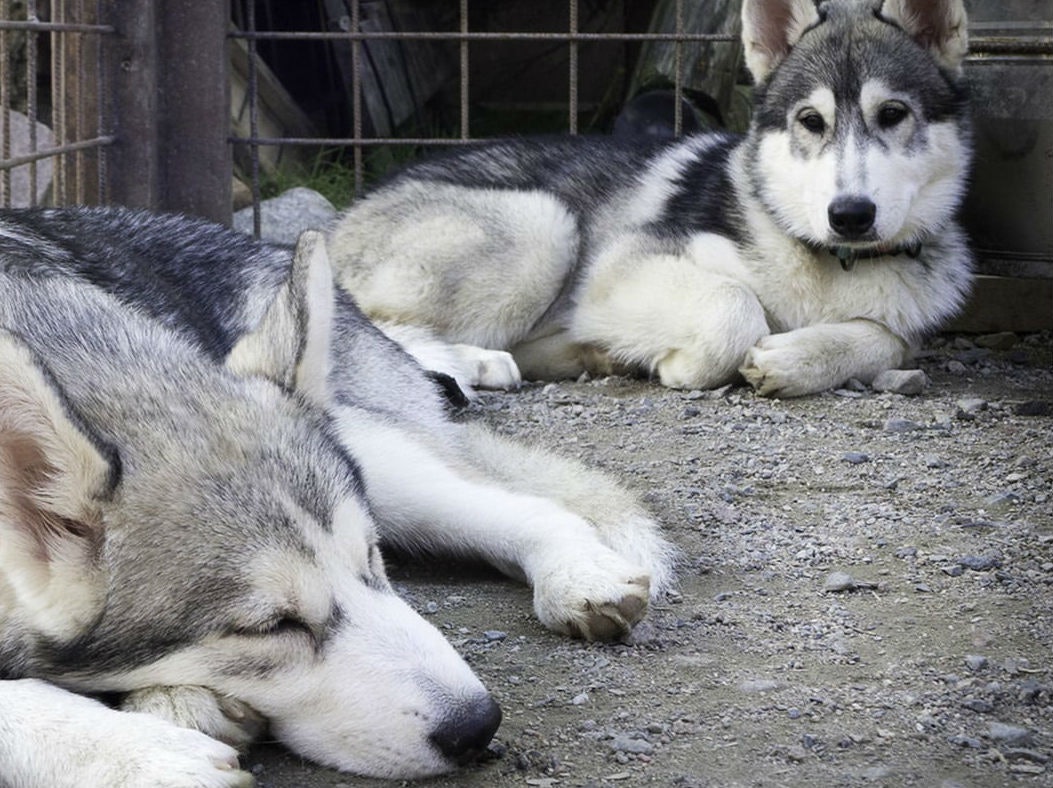 Husky Ride Rovaniemi | Tiqets.com