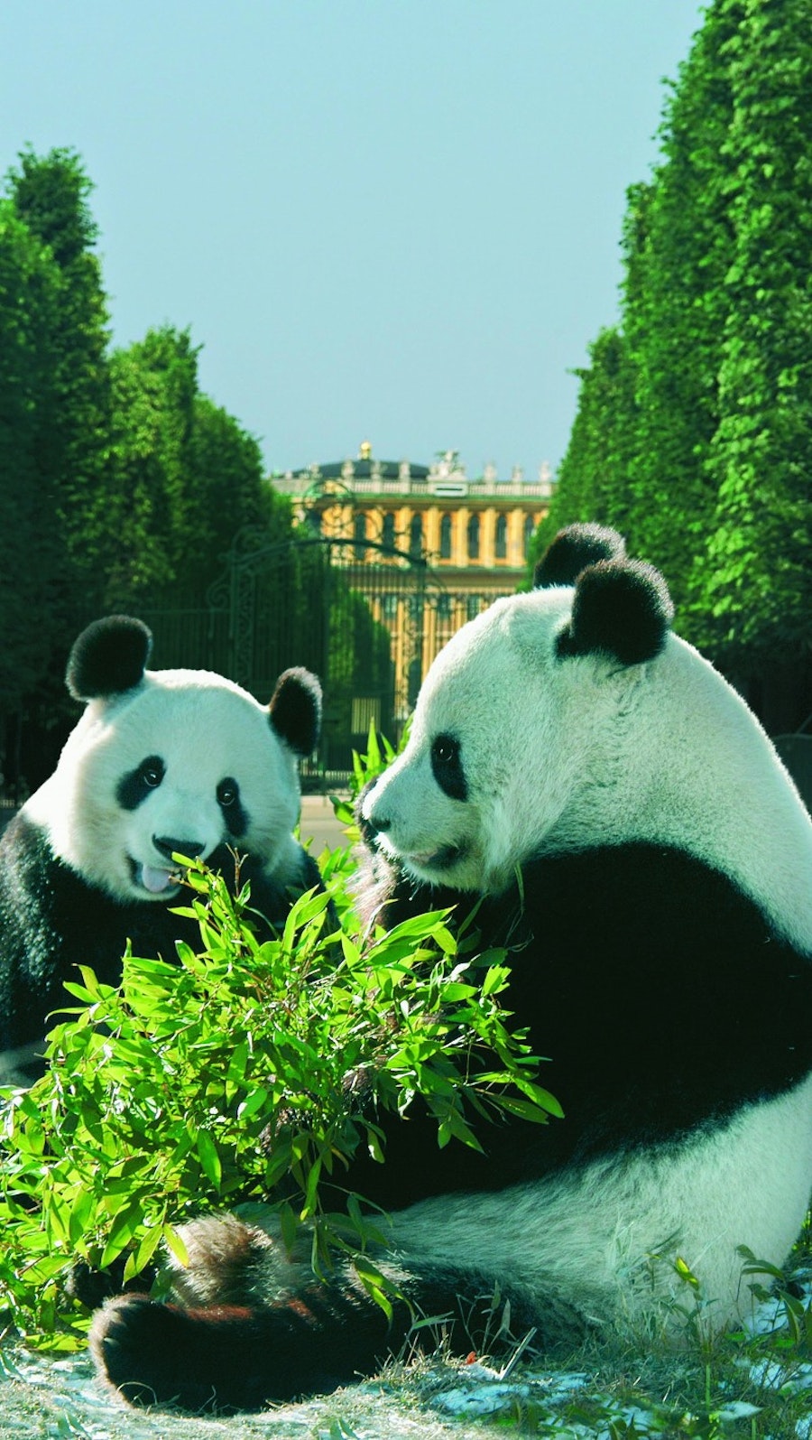 Billets pour le zoo de Schönbrunn Vienne - Hellotickets