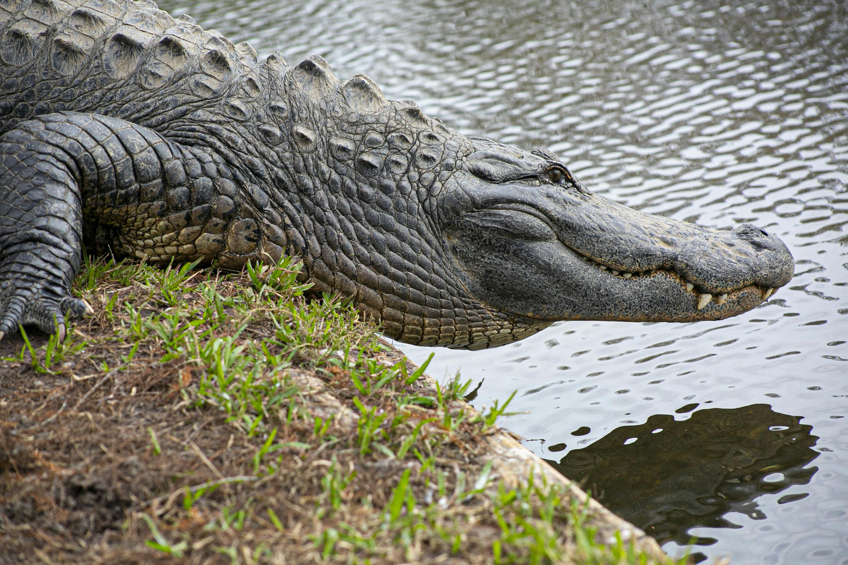 Gatorland Orlando: Screamin' Gator Zip Line | Tiqets