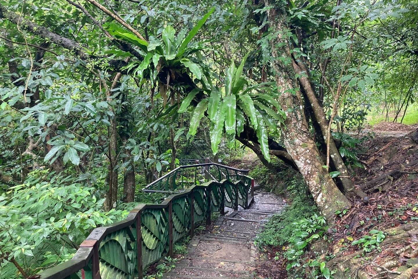 Pinglin Tea Culture & Maokong: Day Tour from Taipei