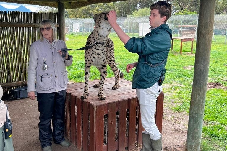 Cape Winelands Wine Tour & Cheetah Outreach Visit