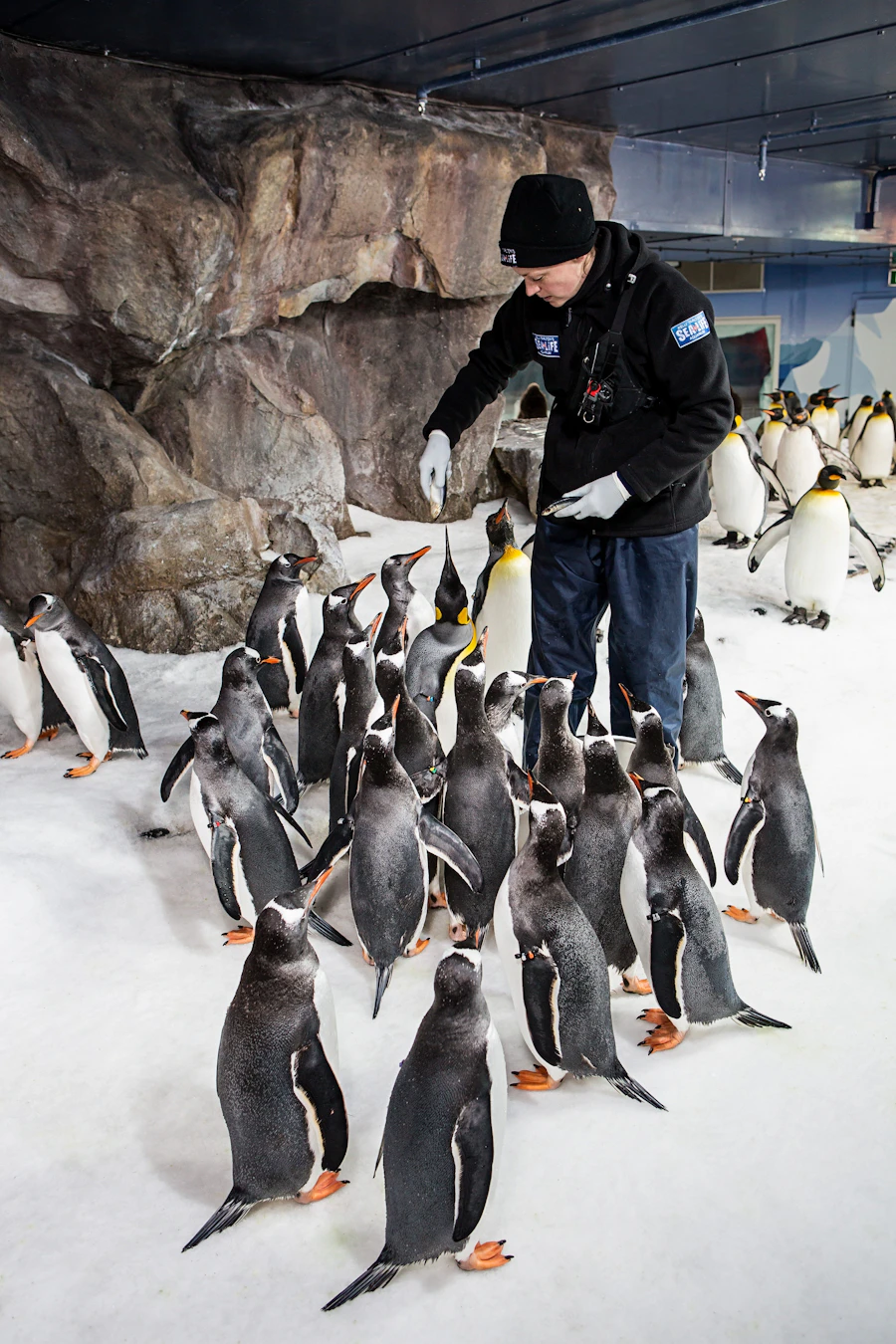 Auckland Sea Life Kelly Tarlton's Aquarium Tickets - Hellotickets