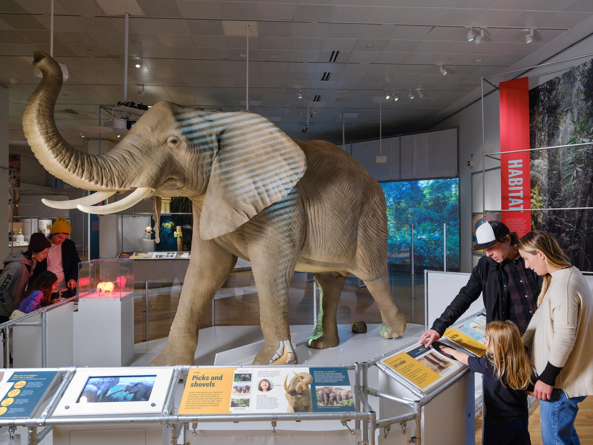 Exhibition: The Secret World of Elephants, American Museum of Natural ...