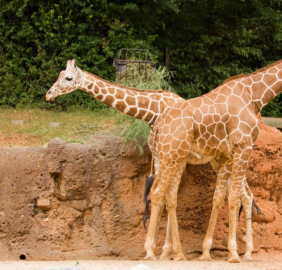 Atlanta Zoo Tickets - Hellotickets