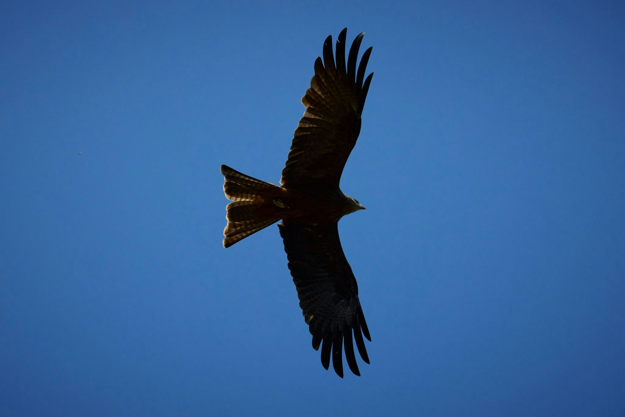 Eagles Heritage Raptor Wildlife Centre tickets | Margaret River