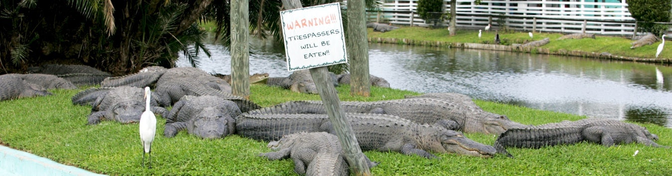 Gatorland Orlando | Book Tickets, Tours & More