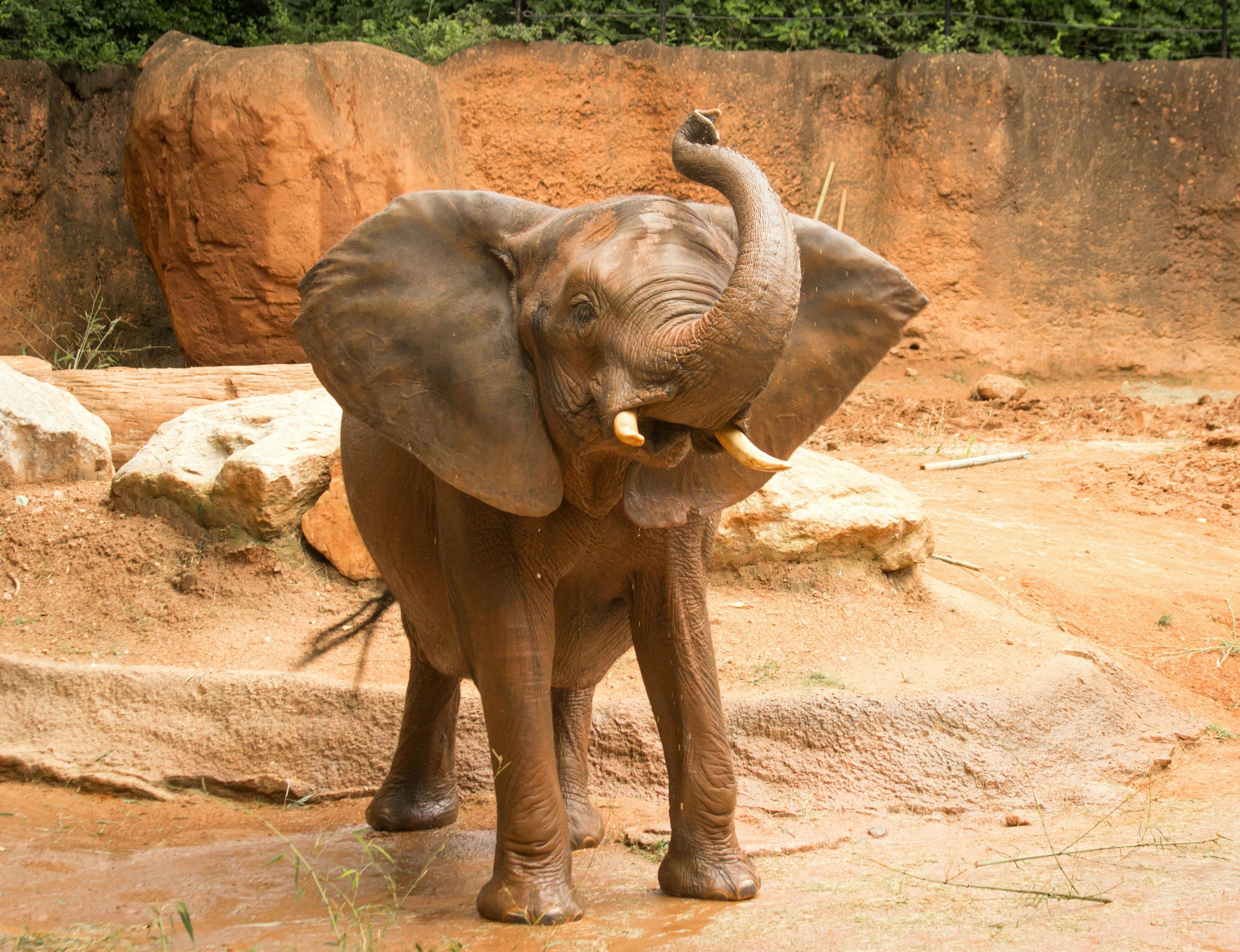 Zoo Atlanta | Tiqets