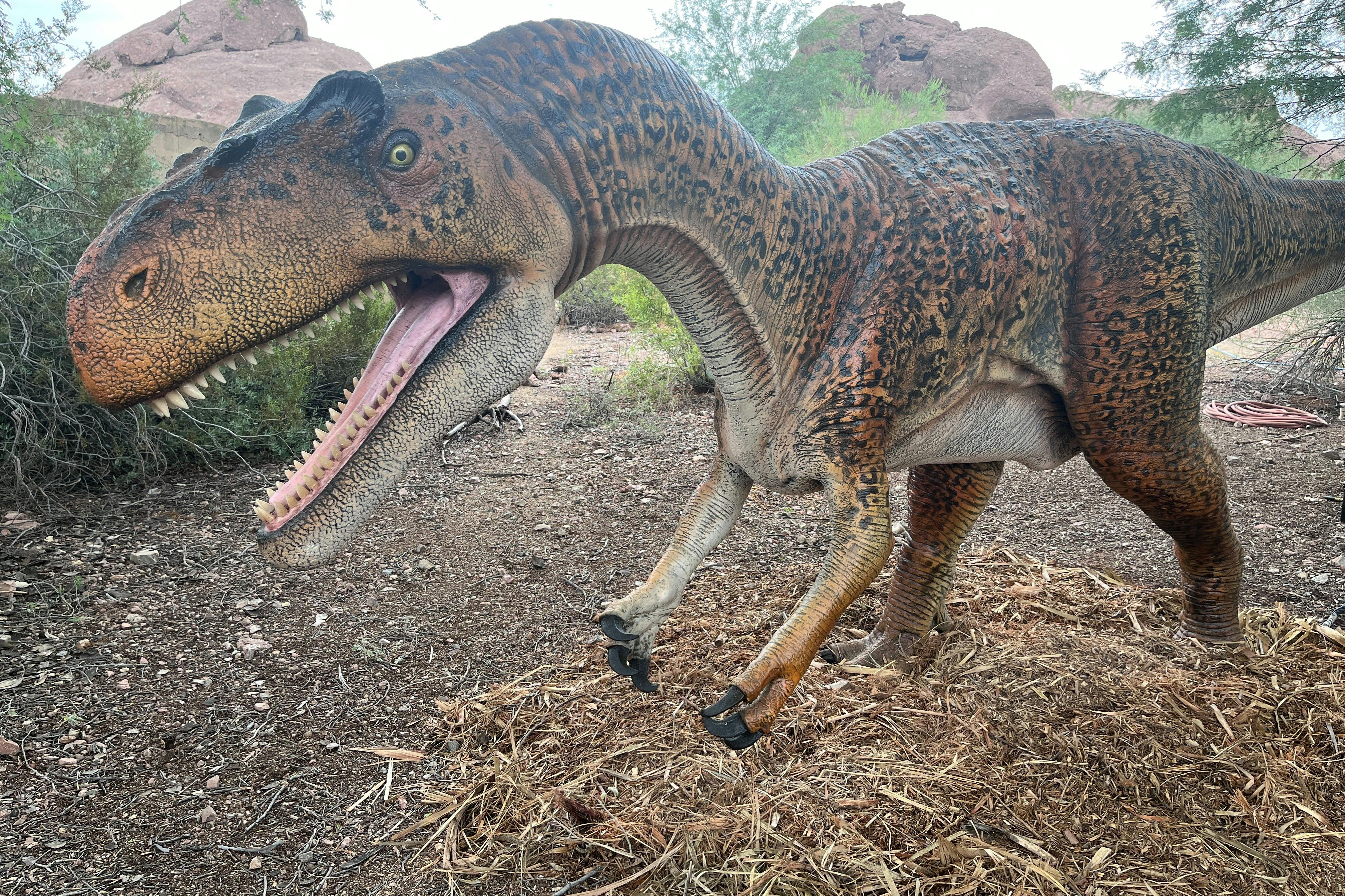 Phoenix Zoo: Entry Ticket | Tiqets