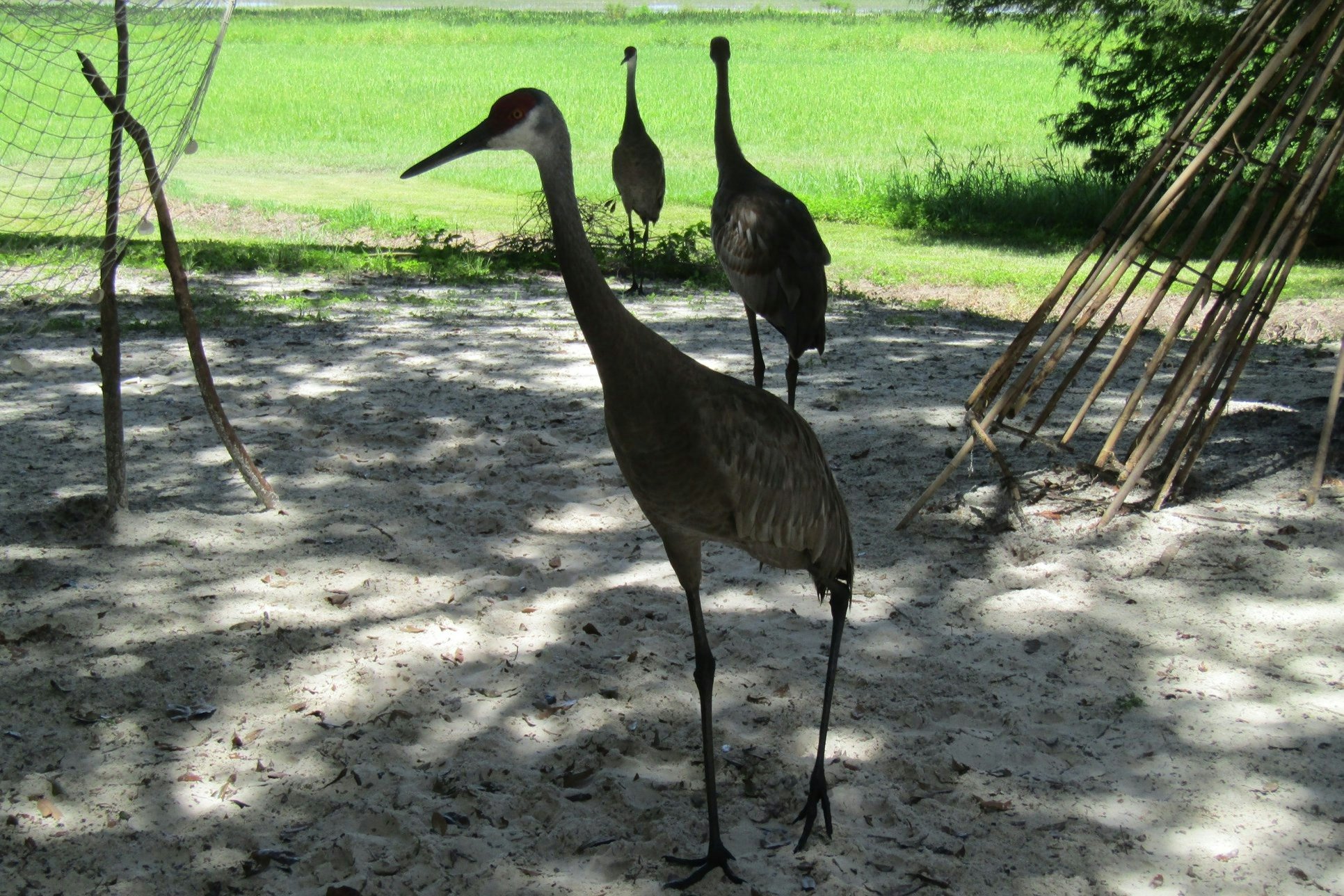 Jororo Village Kissimmee tickets | Kissimmee