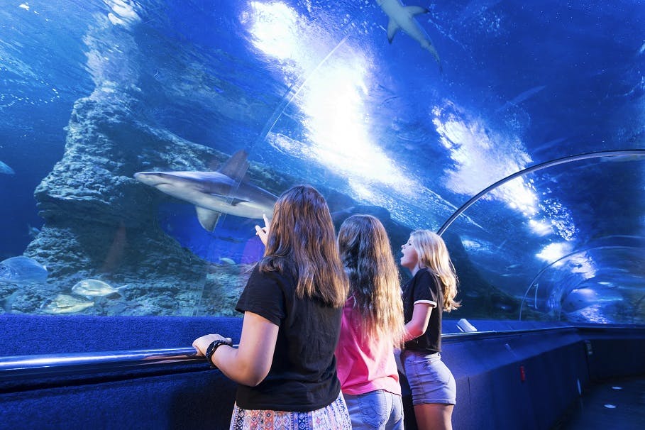 AQWA: Toegang met lunchkaartjes | Tiqets