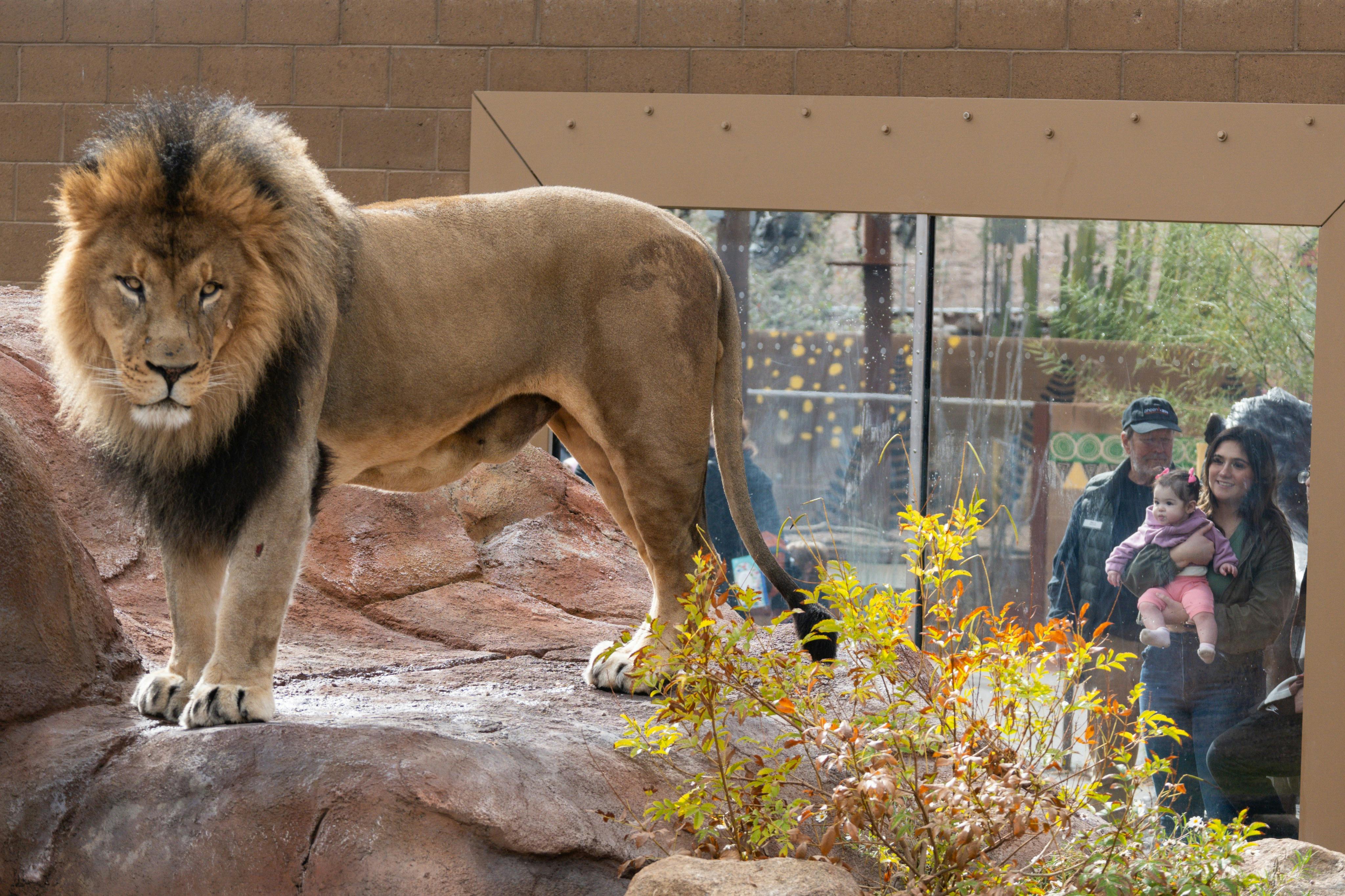 Phoenix Zoo: Entry Ticket | Tiqets