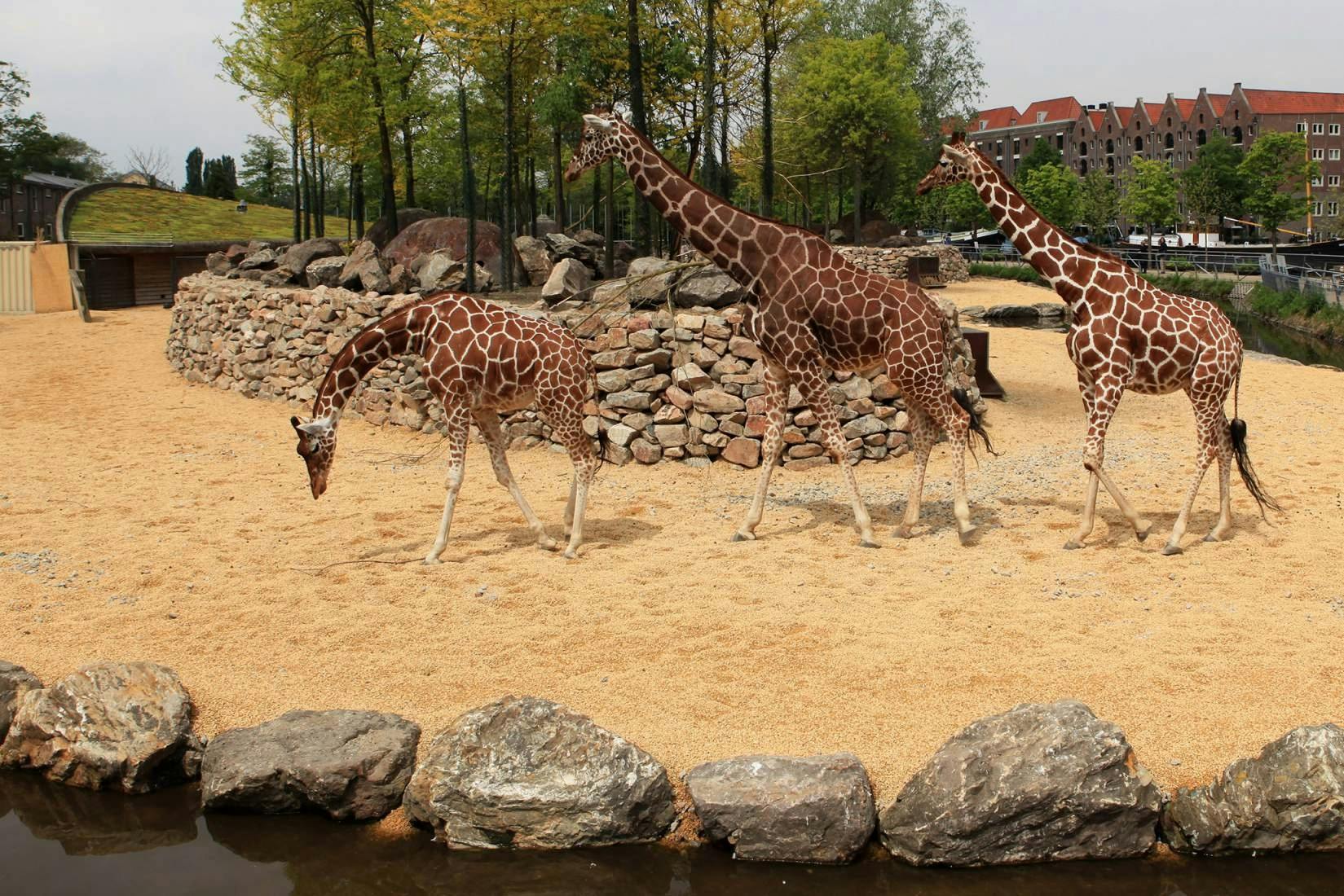 ARTIS Amsterdam Royal Zoo + GVB Amsterdam Public Transport