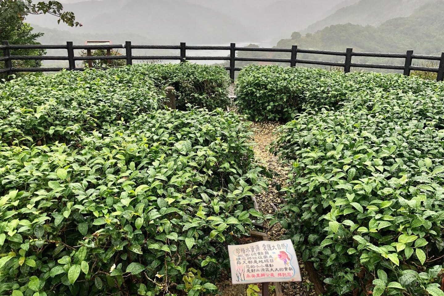 Pinglin Tea Culture & Maokong: Day Tour from Taipei