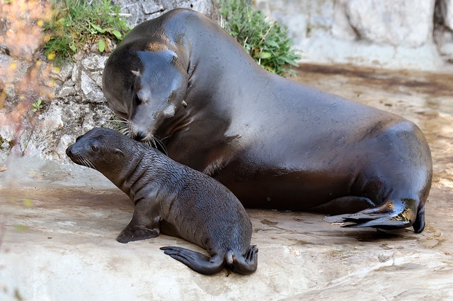 Cologne Zoo and Aquarium Tickets - Hellotickets