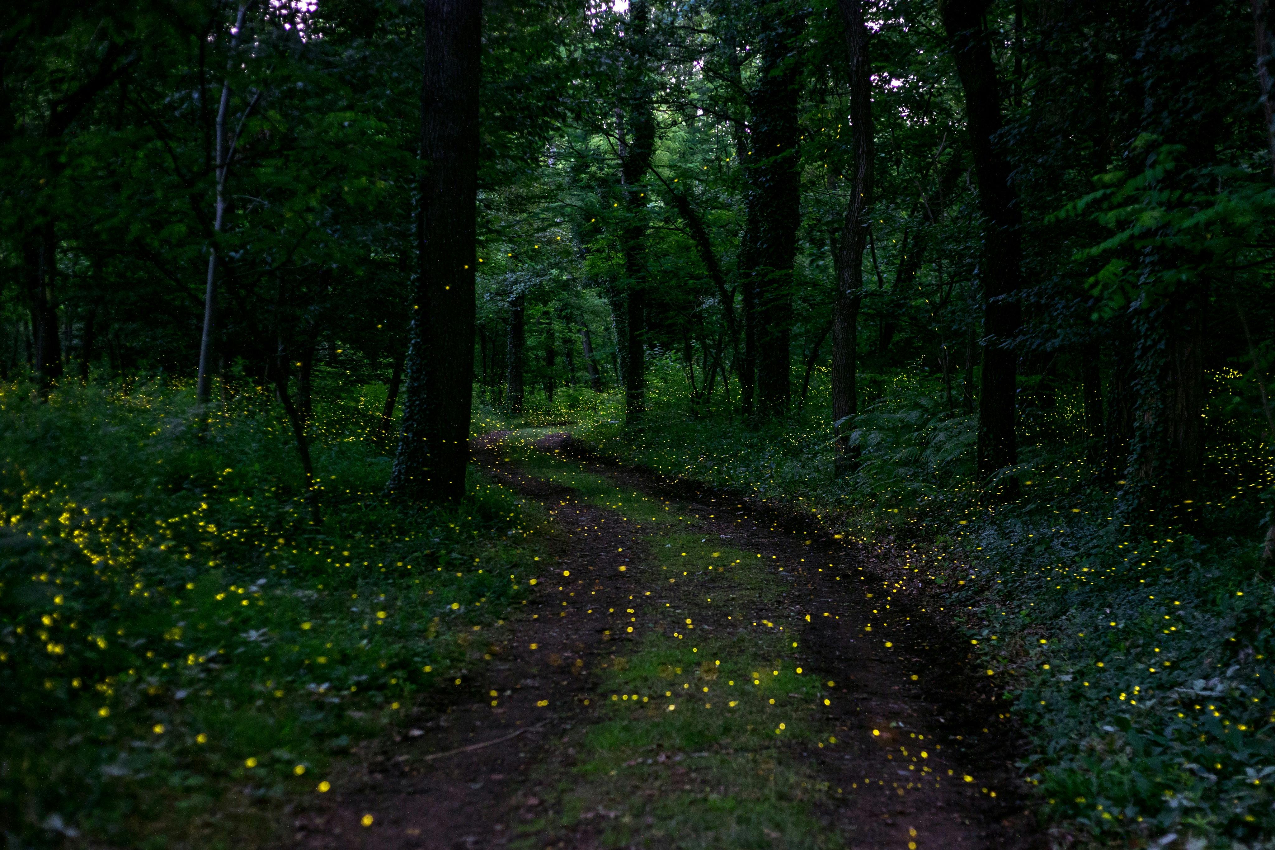 Bosco WWF Vanzago: Guided Excursion | Tiqets