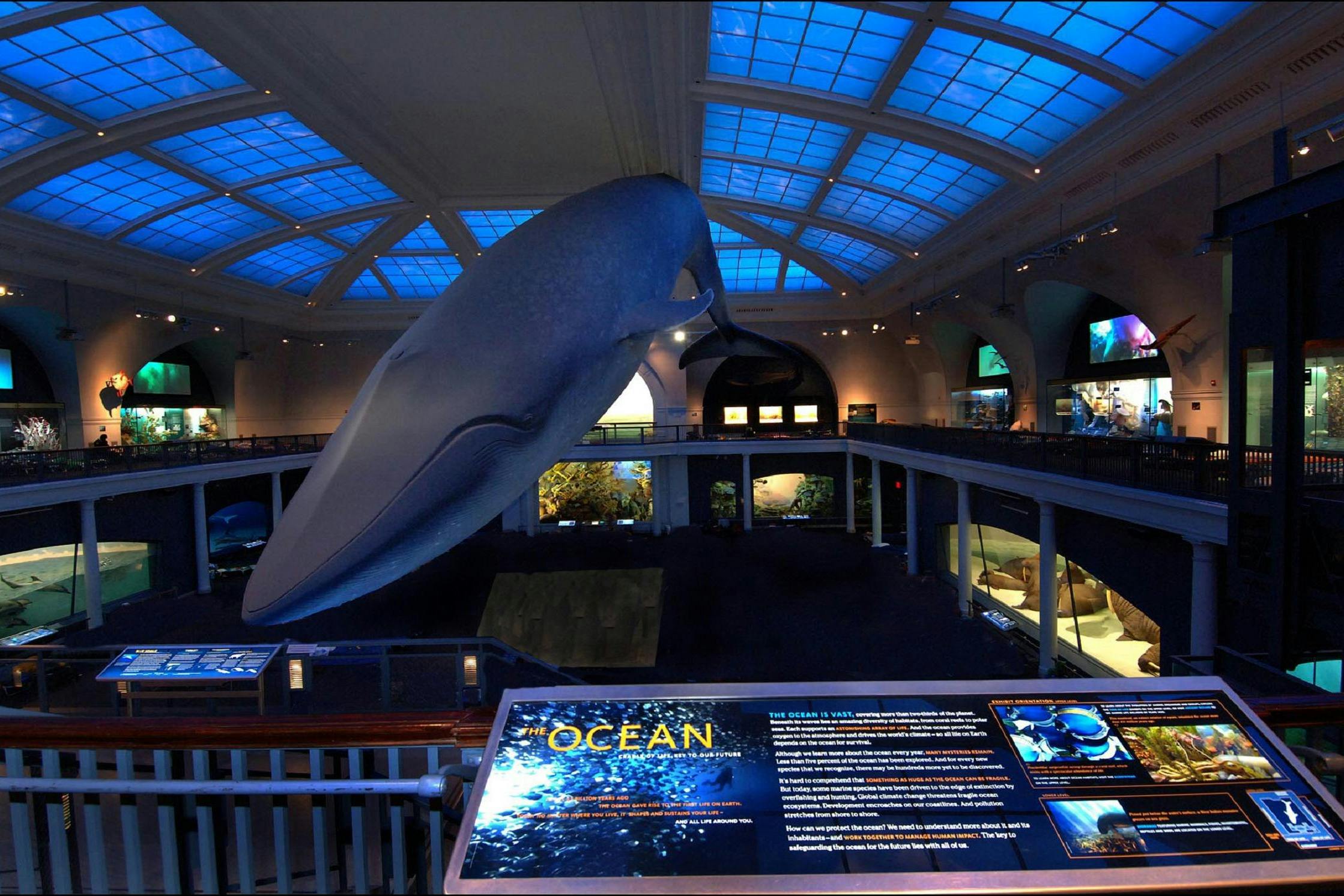 American Museum of Natural History: Plus One Ticket