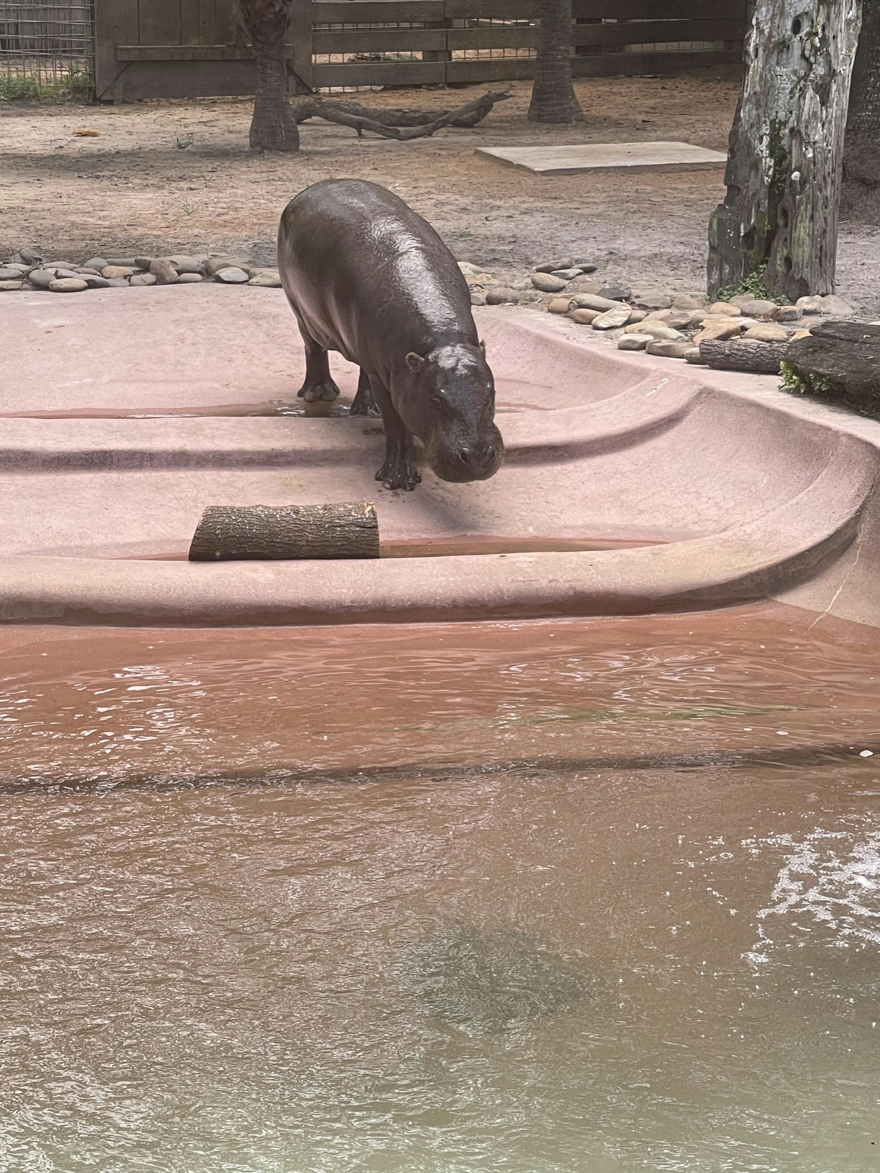 ZooTampa at Lowry Park Tickets - Tampa | Tiqets.com