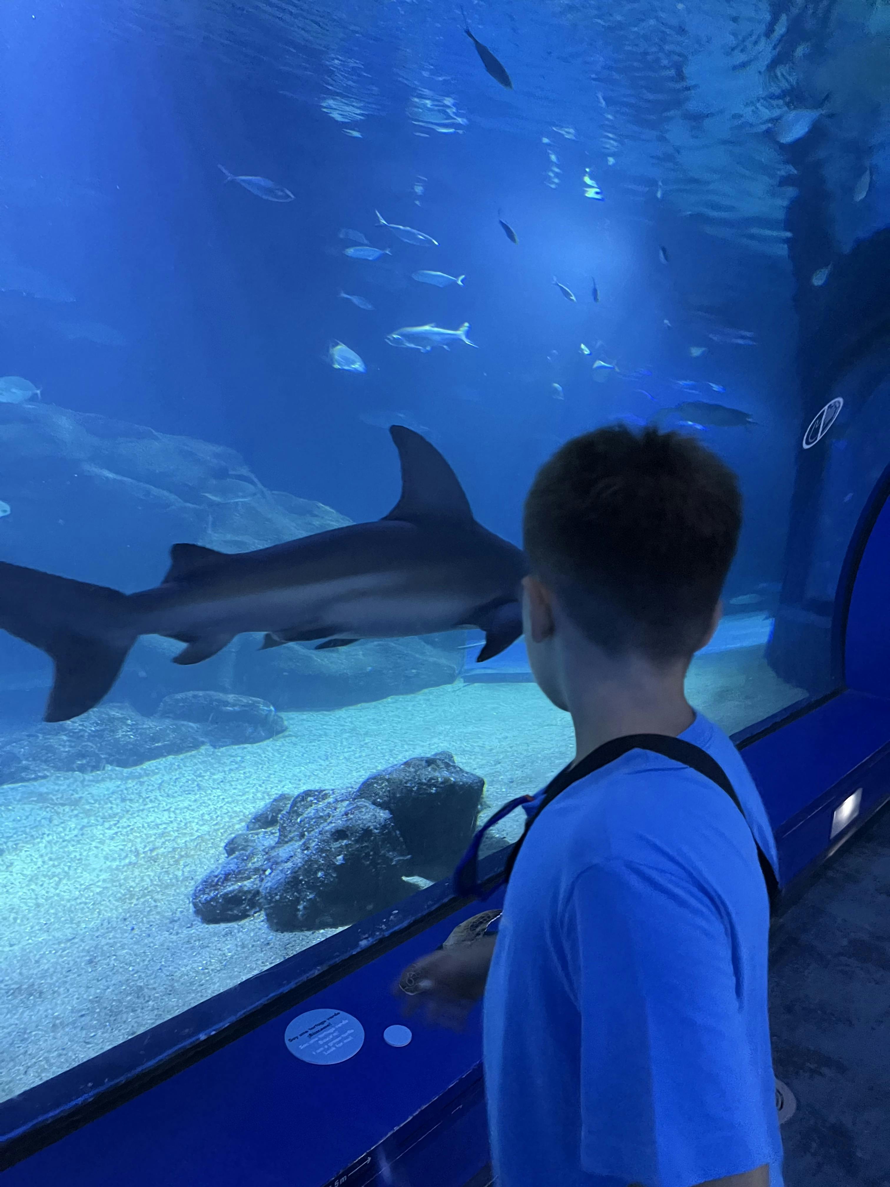 Entradas para Oceanogràfic de Valencia - València | Tiqets.com