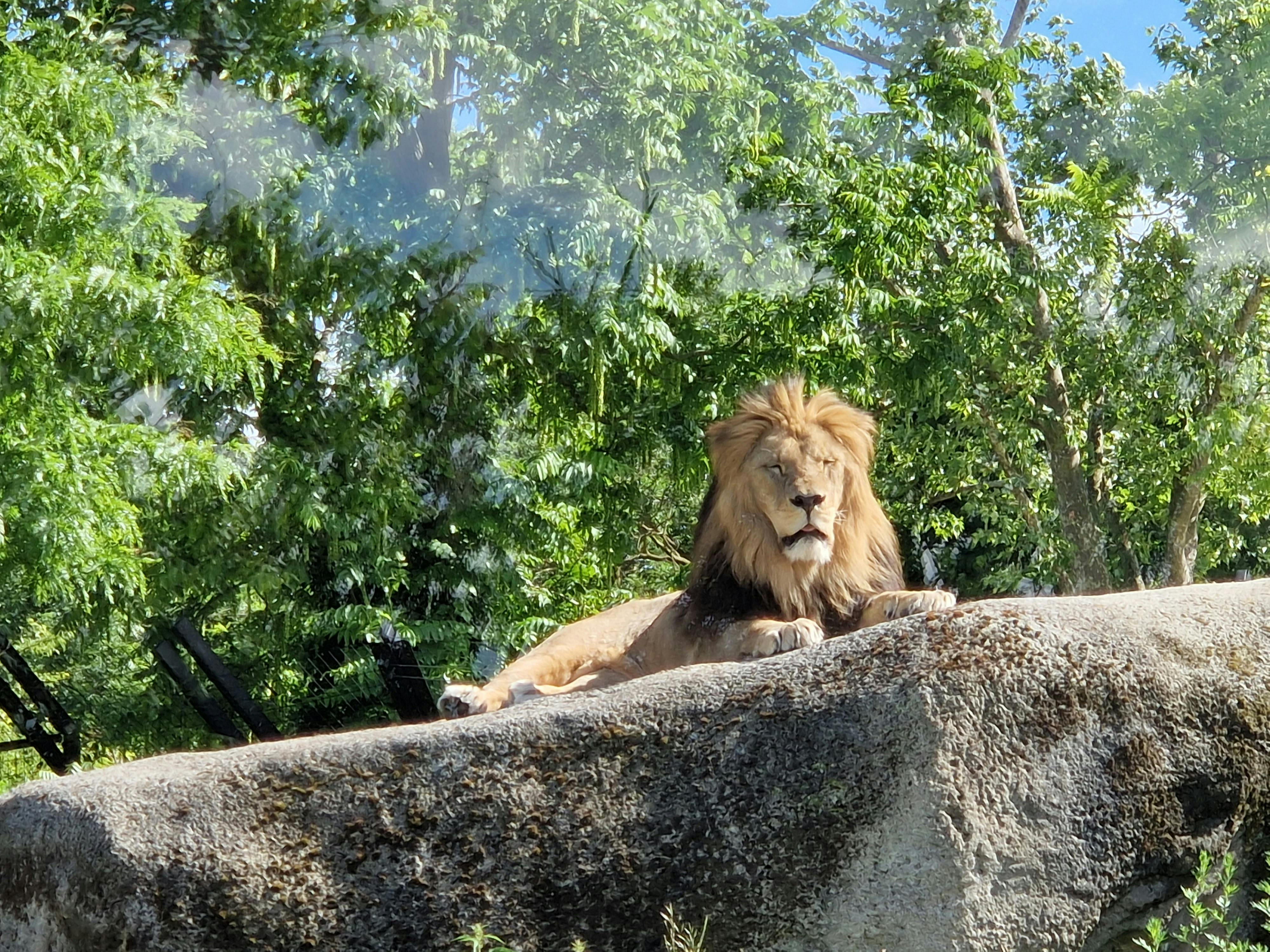 Paris Zoological Park (Parc Zoologique de Paris) Tickets - Paris ...