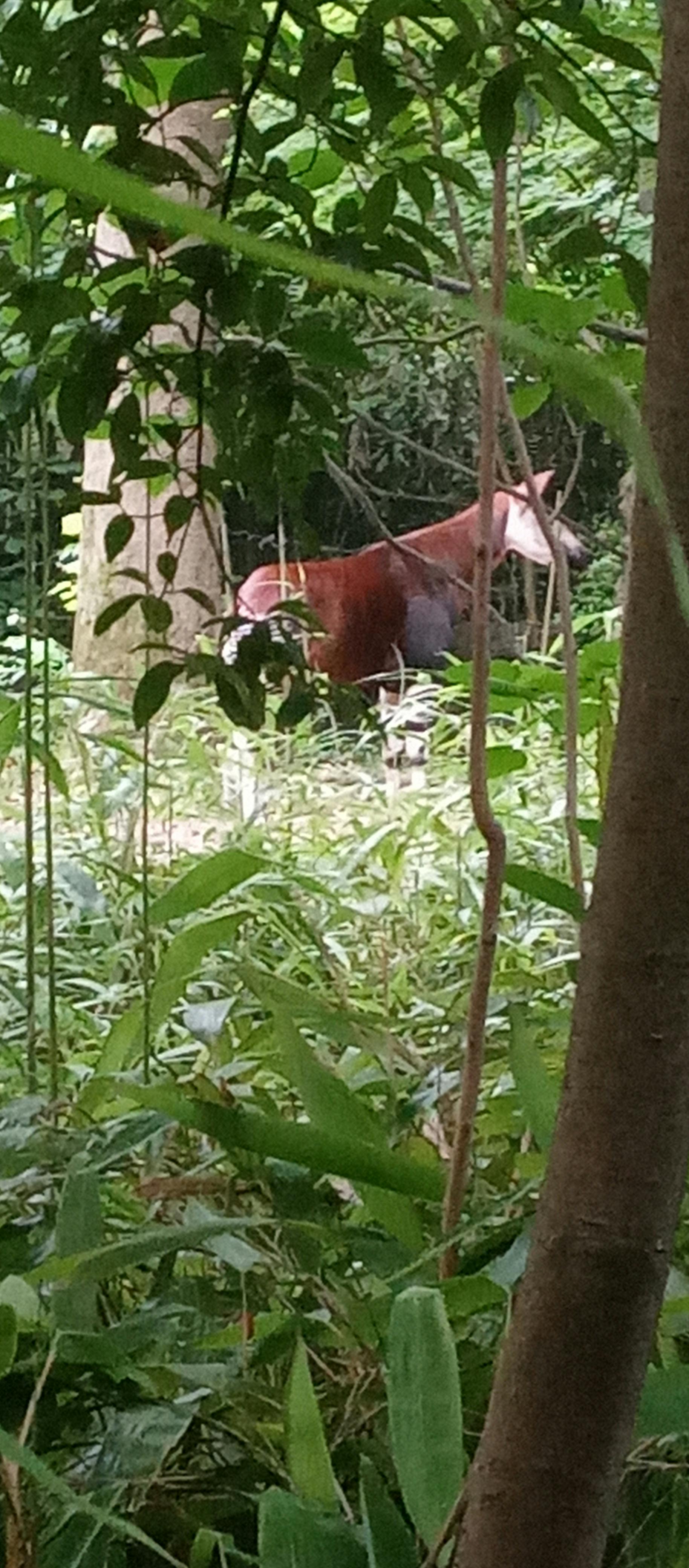 Tickets For Bronx Zoo, New York City | Tiqets