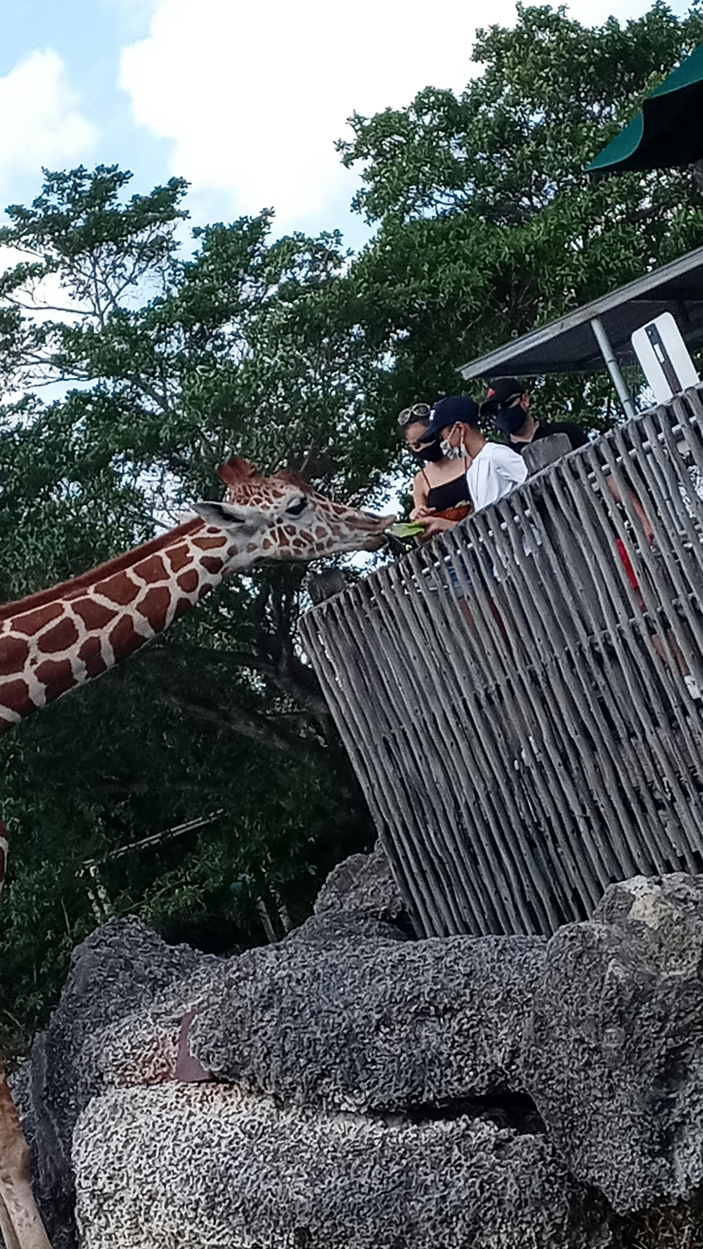 Tickets for Miami Zoo - Florida Wildlife Fun | Tiqets