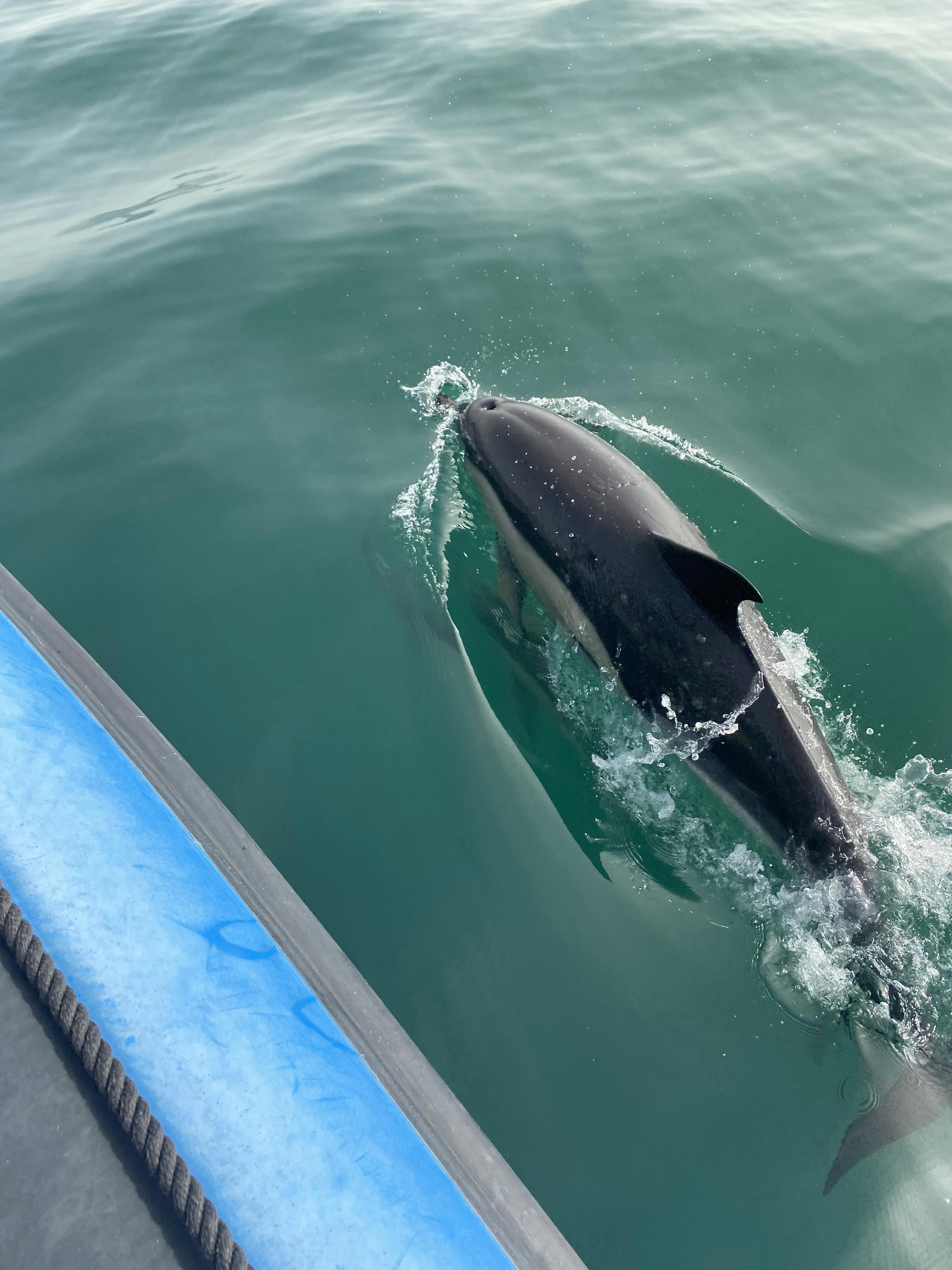 Book your Lisbon dolphin watching online